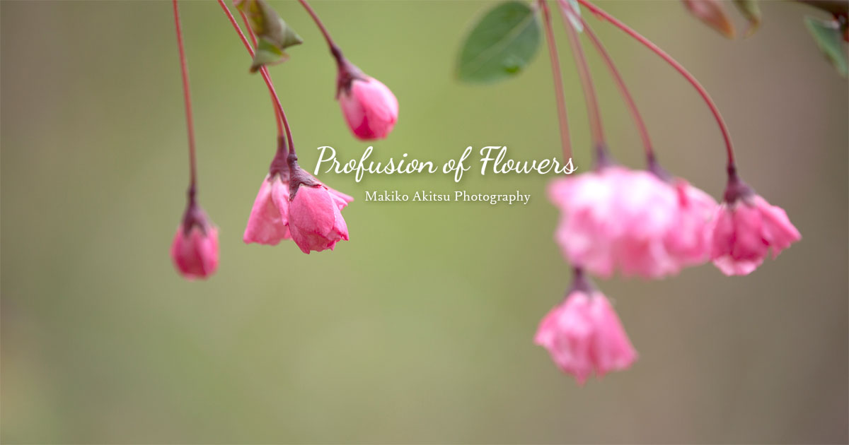 Profusion of Flowers | Makiko Akitsu Photography